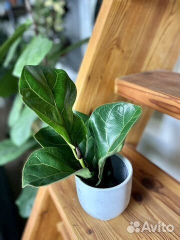 Фикус лирата бамбино (Ficus lyrata bambino) купить в Санкт-Петербурге ...