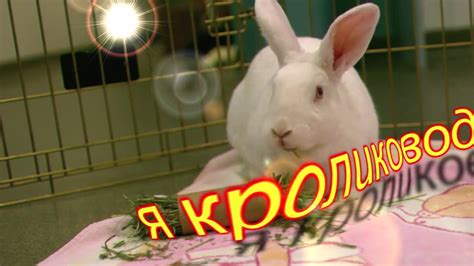 Случка кроликов. - YouTube