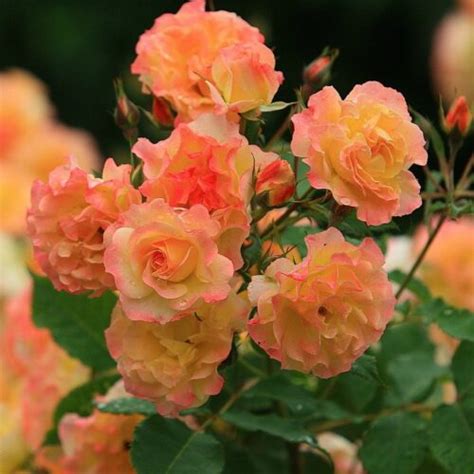LandLust® | Roses' Name