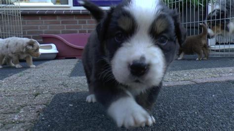 Australian Shepherd Puppies - 4 weeks old - Skayes - YouTube