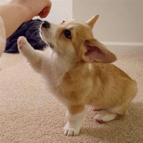High five! | Cute corgi, Corgi, Corgi dog