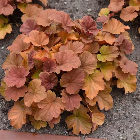 Heuchera 'Northern Exposure Amber' - tűzgyöngyvirág | Florapont