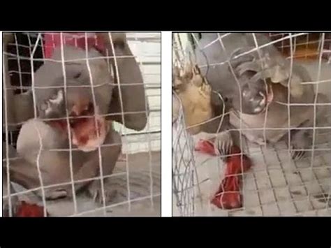 В Китае поймали живую Чупакабру - YouTube