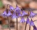 Soldanelle montagnes Dřípatka horská Alpine Snowbell Сольданелла горная
