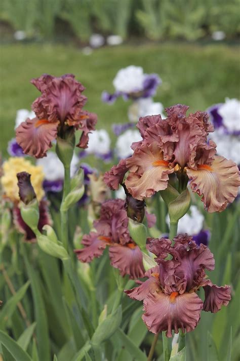 Photo of the bloom of Tall Bearded Iris (Iris 'Terracotta Bay') posted ...