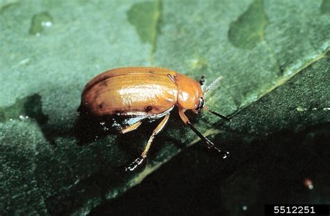 clay-colored leaf beetle, Anomoea laticlavia (Coleoptera: Chrysomelidae ...