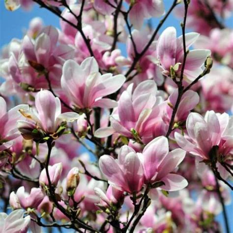 Magnolia "Alexandrina" - Rasadnik Ševar