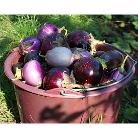 Купить Баклажан Гелиос Цена, фото, описание, отзывы. Курьерская ...
