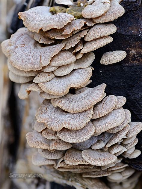 Sanamyаn.com : Fungi of Kamchatka : Panellus stipticus -- Панеллюс вяжущий