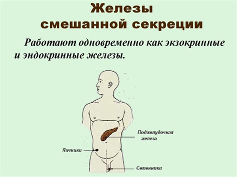 Эндокринные железы - online presentation