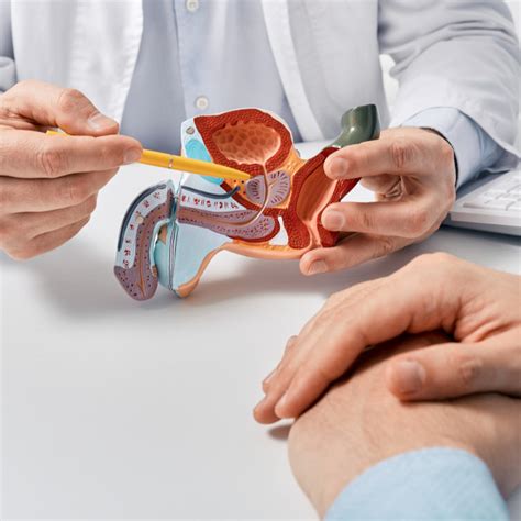 Gesünder Leben - Die Prostata: Anatomie, Funktion und Erkrankungen