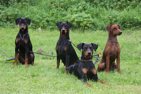 Der Pinscher - Herzlich Willkommen bei den Deutschen Pinschern vom ...