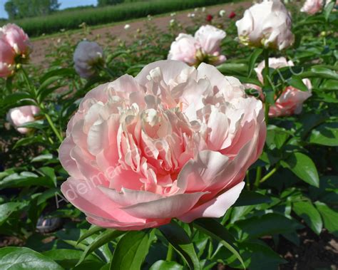 The Pastelorama Peony | Adelman Peony Gardens