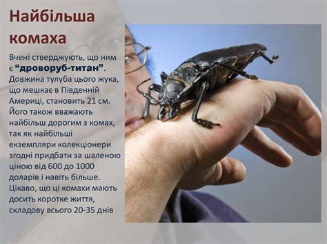 Комахи рекордсмени - презентация онлайн
