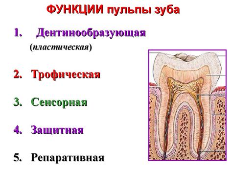 Строение пищеварительной системы (дополнение) - online presentation