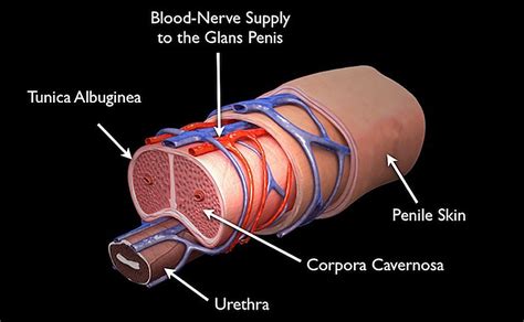 How to Setup Your Pacey Cuff for Success - paceycuff.com