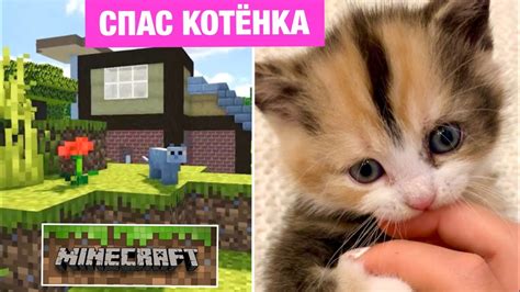 Кот Миллион СПАС КОТЁНКА в МАЙНКРАФТ и ПОСТРОИЛ ЕМУ НОВЫЙ Майнкрафт ДОМ ...