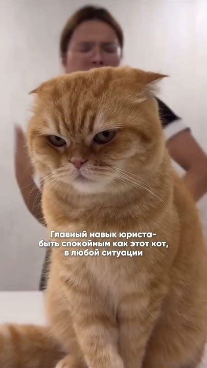 😁 #юрист #барнаул #shortsvideo #юмор #shortsvideo #кот #котики # ...