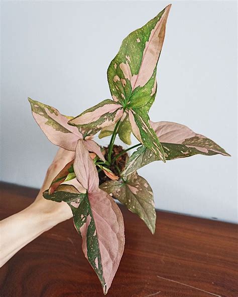 Craft Supplies & Tools Gardening & Plants Syngonium Pink Splash etna.com.pe