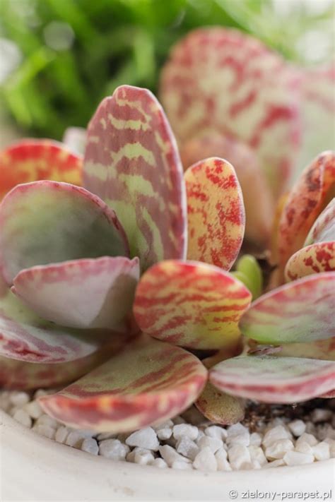 Kalanchoe humilis | Zielony-Parapet