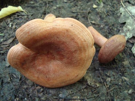 Млечник дубовый (Lactarius quietus) фото и описание