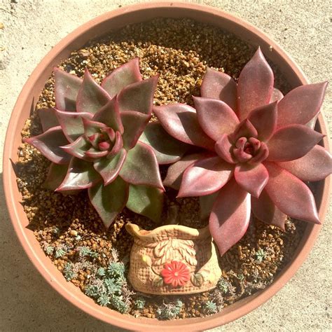 Echeveria agavoides ‘Romeo’ and Echeveria agavoides 'Sirius ' 罗蜜欧和朱丽叶 ...