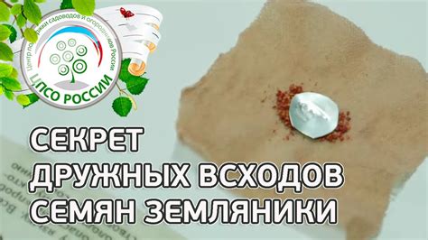 Стратификация семян земляники. Клубника, земляника из семян. - YouTube