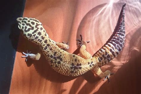 Leopard Geckos - More Reptiles