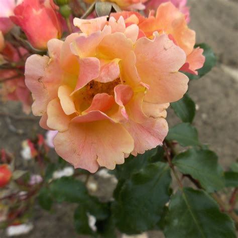 Rosa 'Jazz' -R- BT III
