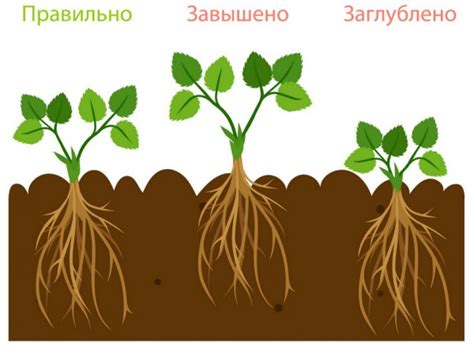 Клубника Клери: описание и характеристика сорта, выращивание и уход ...