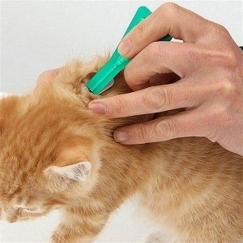 Как кошке или коту дать таблетку: эффективные и безопасные способы ...