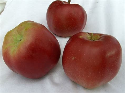 Купить саженцы Ялоблоня Джумбо Помм(Jumbo Pomme) в Украине: цена, фото ...