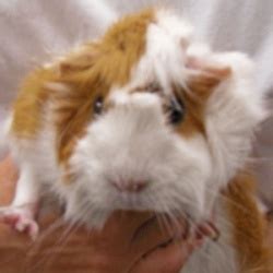 Adopt Caramel on Petfinder