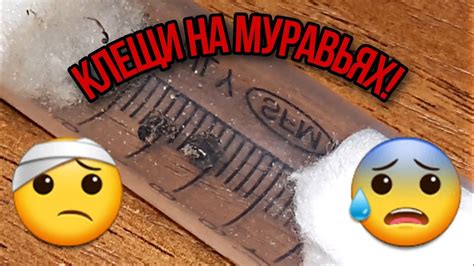 Клещи на муравьях!Кто они такие?Как избавиться? - YouTube