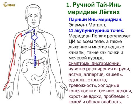 Базовые знания о меридианах презентация, доклад