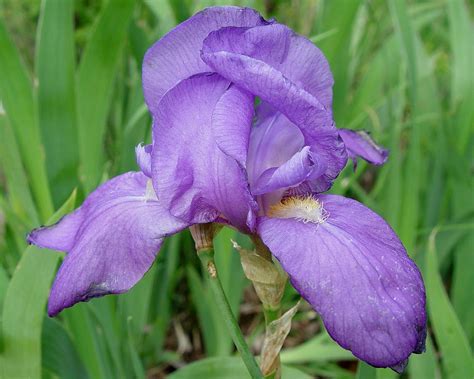 Iris illyrica