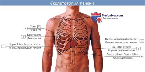 Анатомия человека: Печень. Функции печени. Ворота печени