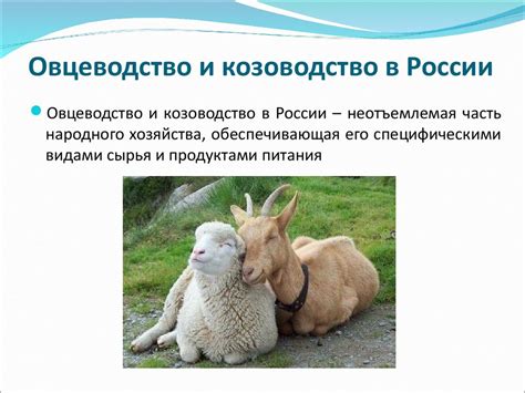 Овцеводство и козоводство в России - презентация онлайн