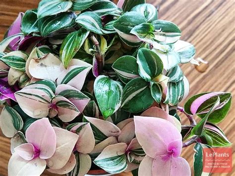 Традесканция приречная (Tradescantia fluminensis) — описание ...