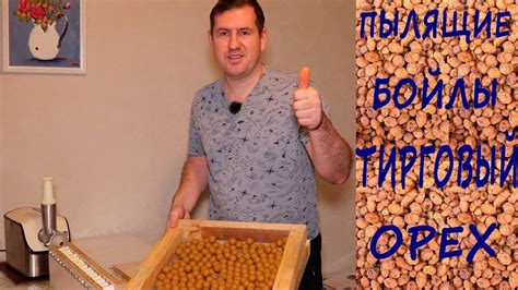 Пылящие бойлы Тигровый орех / Бойлы своими руками - YouTube