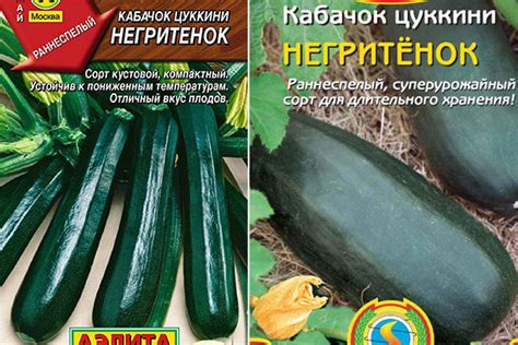 Кабачок Негритенок: описание, отзывы, фото, характеристика сорта ...