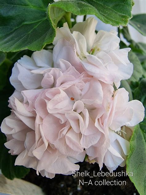 Shelk_Lebedushka pelargonija - N-A pelargonium