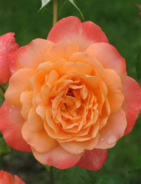 Роза чайно-гибридная `Самаритан`, Rosa (HT) `Samaritan`
