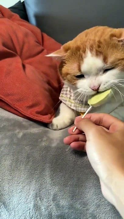 The little kitten whose boot speed kills 99% in seconds #cat’s confusing behavior - video ...