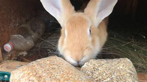 Делаем зерно смесь для кроликов 🐇 какое зерно лучше давать кроликам ...