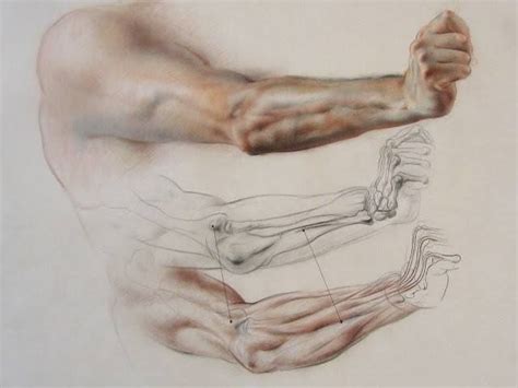 Мои закладки | Human anatomy drawing, Anatomy for artists, Human ...