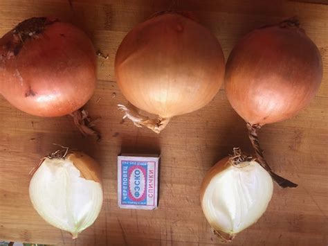 Куплю лук репчатый — Agro-Kazakhstan