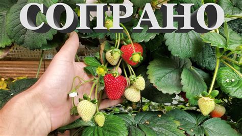УРОЖАЙНОСТЬ КЛУБНИКИ СОПРАНО (НСД) // ЧЕМ ЗАБОЛЕЛА КЛУБНИКА ...