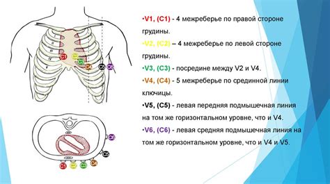 Основы электрокардиографии. Нормальная электрокардиограмма ...