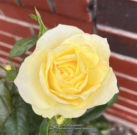 Rose (Rosa 'Limona') in the Roses Database - Garden.org